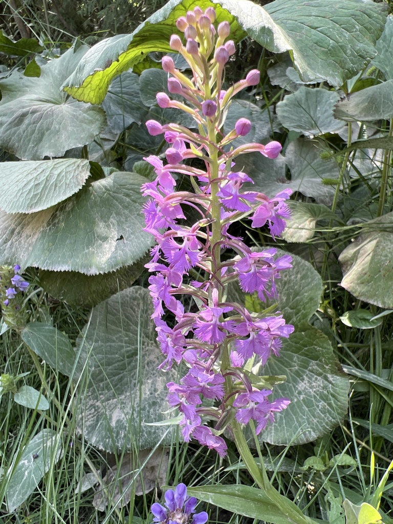 Lesser Purple Fringed Orchid in July 2023 by bbuzas · iNaturalist