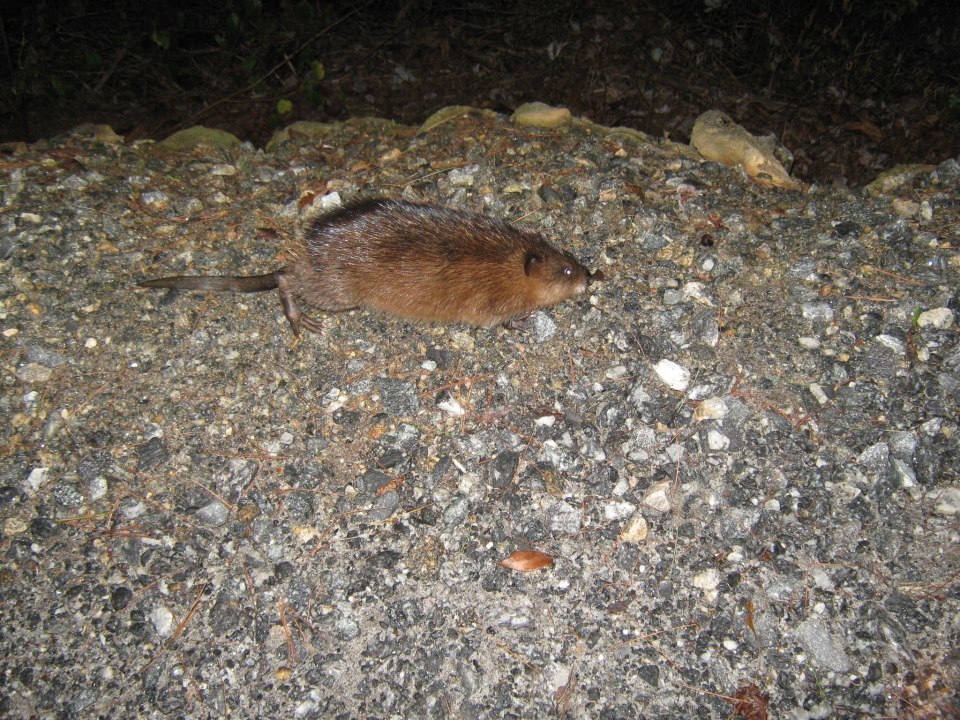Muskrat from Alexander County, NC, USA on September 19, 2012 at 08:54 ...