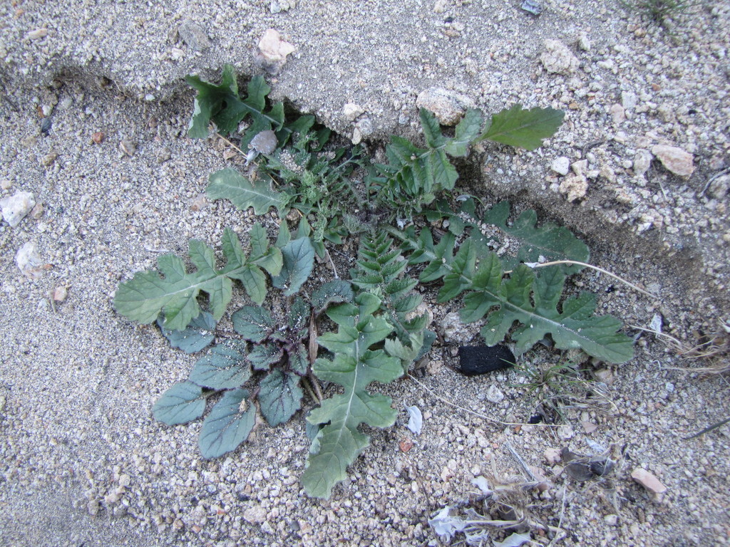 Saharan Mustard (Plants of Rosewood Nature Study Area) · iNaturalist