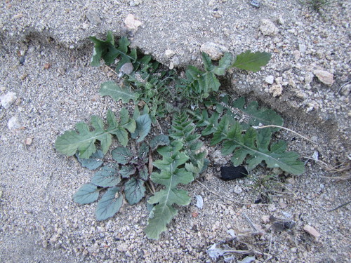 Saharan Mustard (Plants of Rosewood Nature Study Area) · iNaturalist