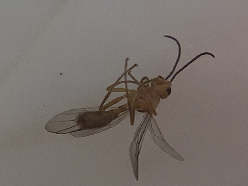 Ichneumonid and Braconid Wasps from CR-191, Alvin, TX, US on July 12 ...