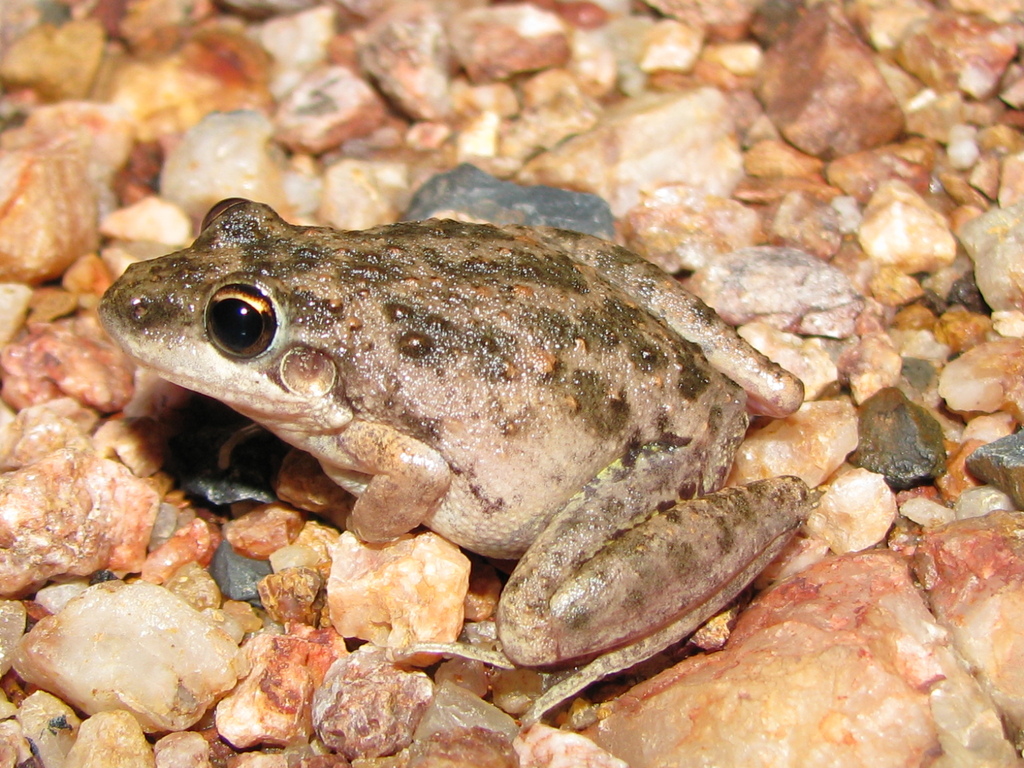 Bumpy Rocket Frog from Litchfield Park NT 0822, Australia on November 2 ...