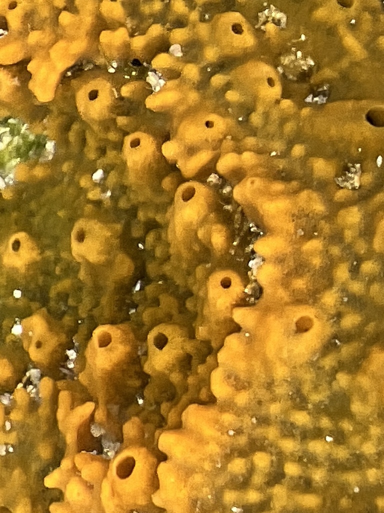 Eponge-miette de pain (Vol.8 Éponges, Bryozoaires et autres des estrans ...