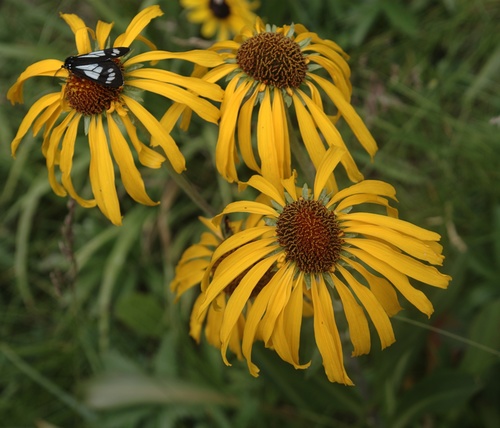 Orange Sneezeweed (Dugaldia hoopesii) · iNaturalist