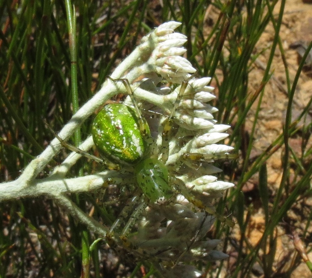 African Green Lynx Spider from Jonkershoek Nature Reserve on January 6 ...