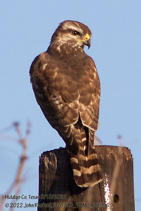 Gray Hawk from Hidalgo County, TX, USA on February 18, 2022 at 06:29 PM ...