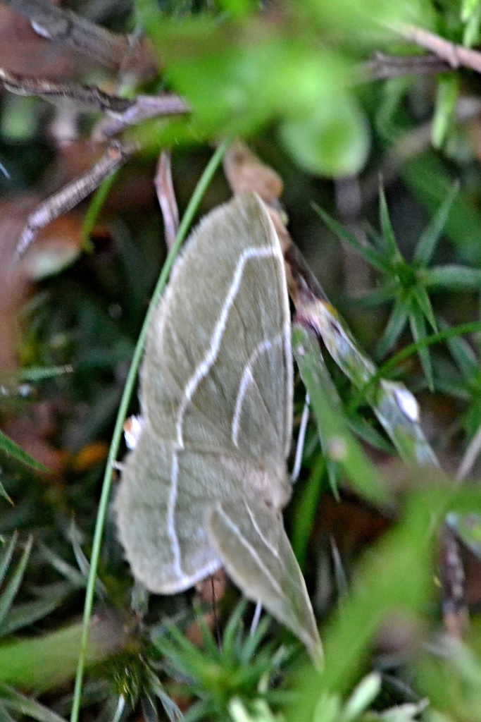 Barred Red from 468 12 Bedřichov, Česko on July 9, 2023 at 11:10 AM by ...