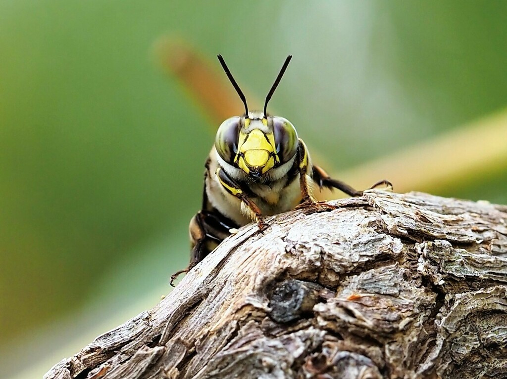 Yellow-banded Oil-Digger from Las Vistas, Avondale, AZ 85392, USA on ...
