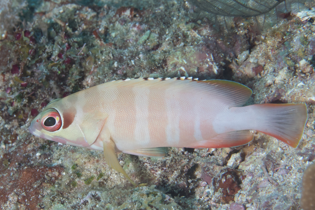 Blacktip Grouper (Epinephelus fasciatus) - Marine Life Identification