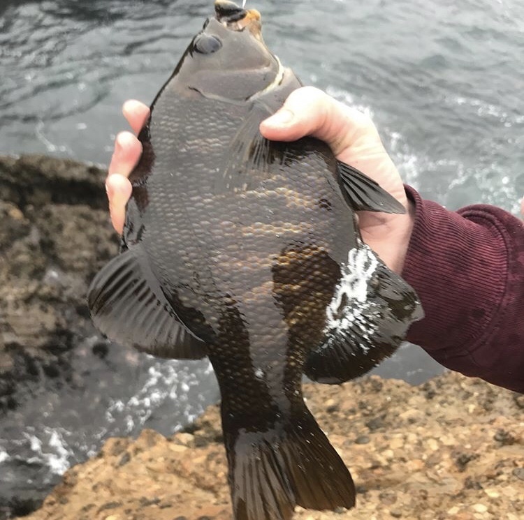 Black Surfperch from 210 Pigeon Point Rd, , CA, US on January 6, 2019 ...