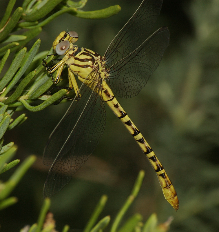 Brimstone Clubtail from Humboldt County, NV, USA on July 1, 2005 at 12: ...