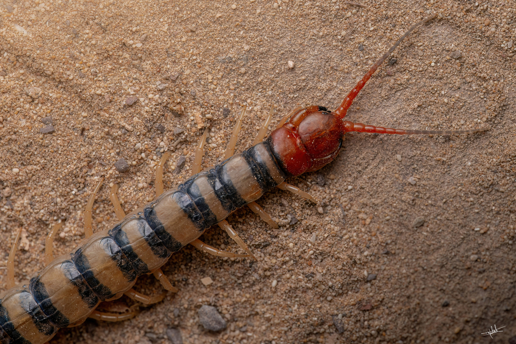 Red-headed Centipede from Dubai - United Arab Emirates on July 6, 2023 ...