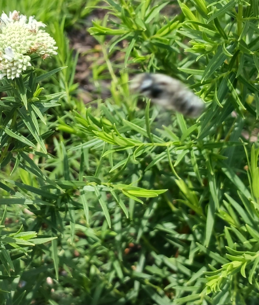 Texas Leaf-cutter Bee from Edmond, OK, USA on July 12, 2023 at 01:45 PM ...