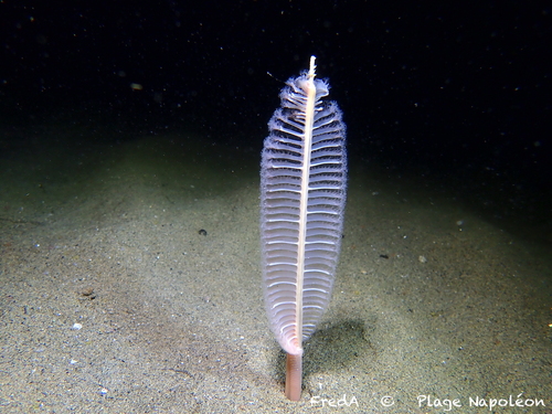 Slender sea pen (Virgularia mirabilis) · iNaturalist United Kingdom