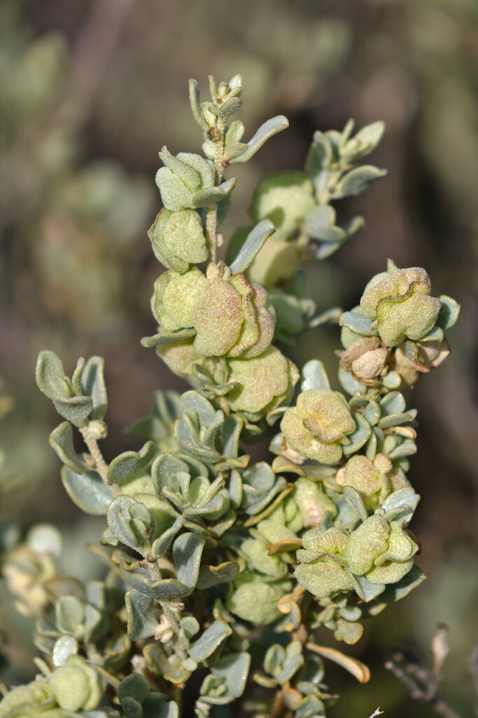 bladder saltbush from Port Augusta SA, Australia on July 1, 2023 at 12: ...