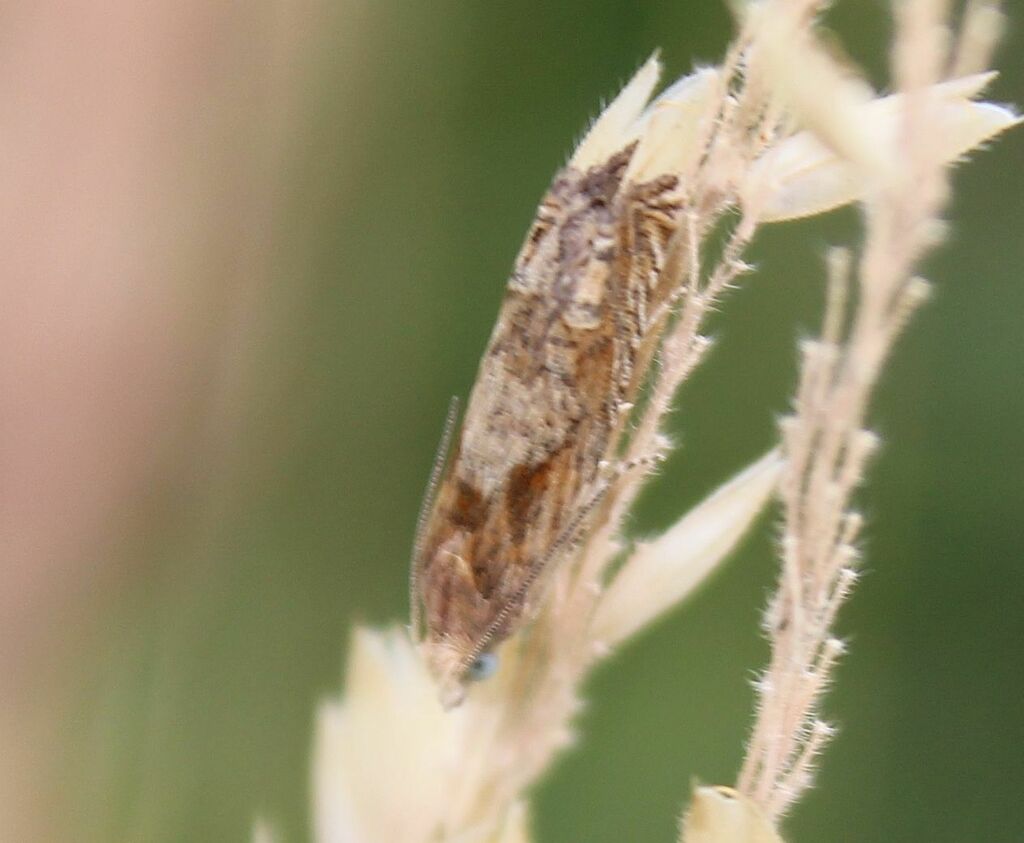 Bright Bell from Buckpool and Fens Pool LNR, Brierley Hill, UK on July ...