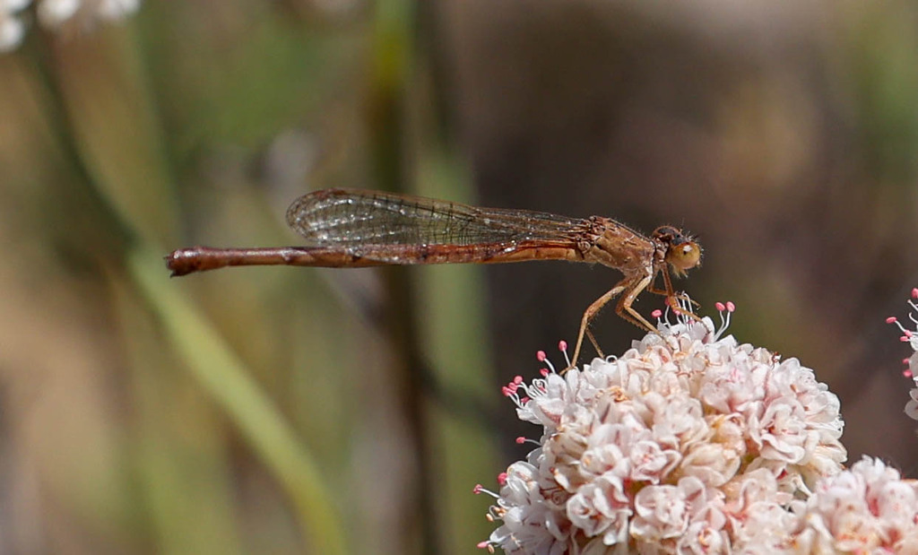Desert Firetail from Atascadero, CA 93422, USA on July 12, 2023 at 10: ...