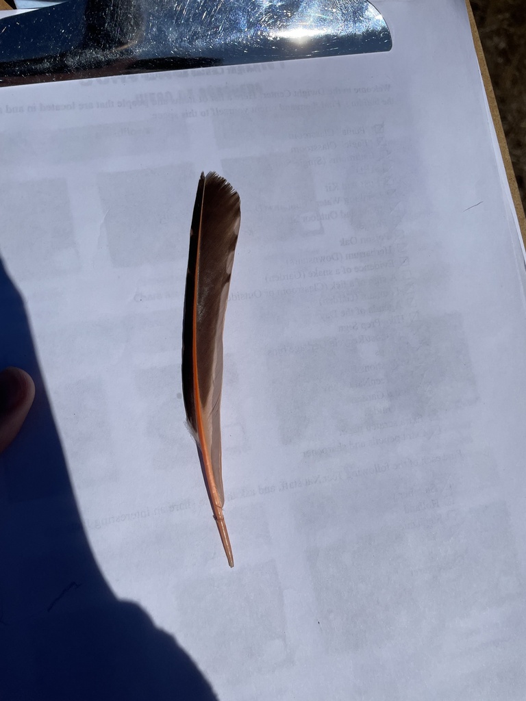 Northern Flicker from Chalk Hill, Santa Rosa, CA, US on July 12, 2023 ...