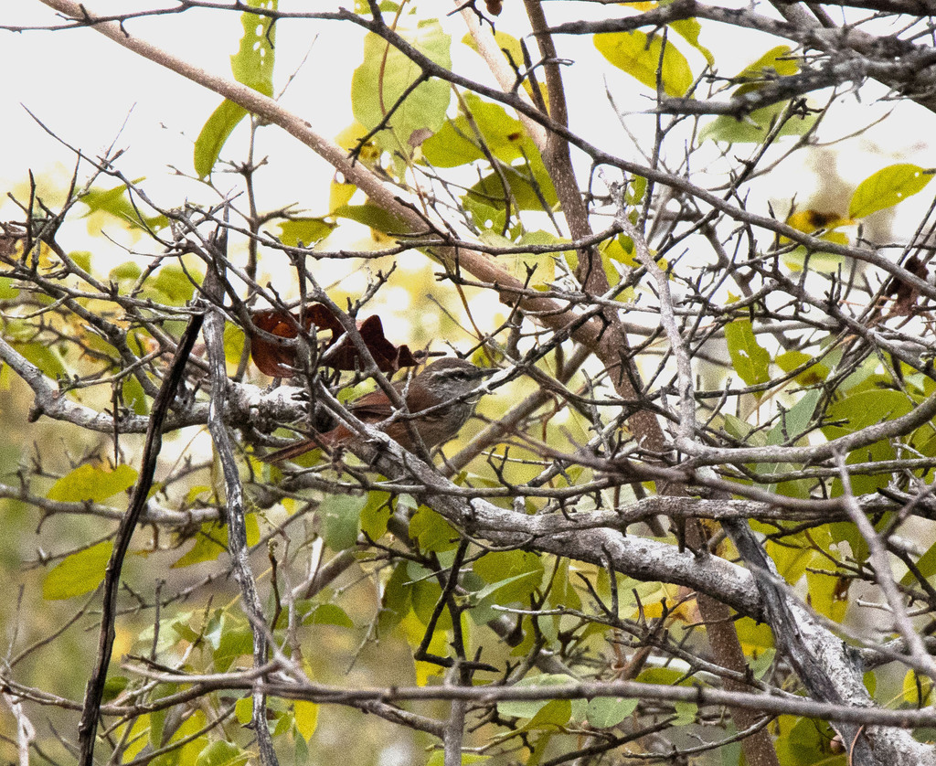 Necklaced Spinetail from Guayaquil, Ecuador on July 7, 2023 at 10:14 AM ...