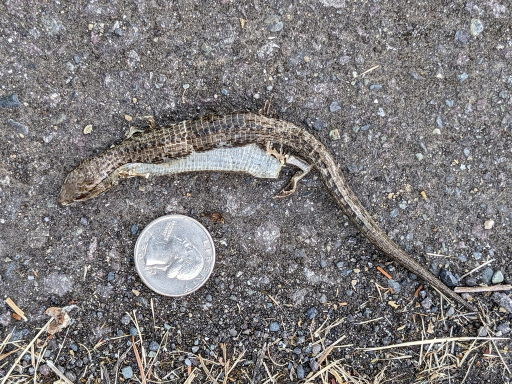 Northern Alligator Lizard from Sequim, WA 98382, USA on July 12, 2023 ...