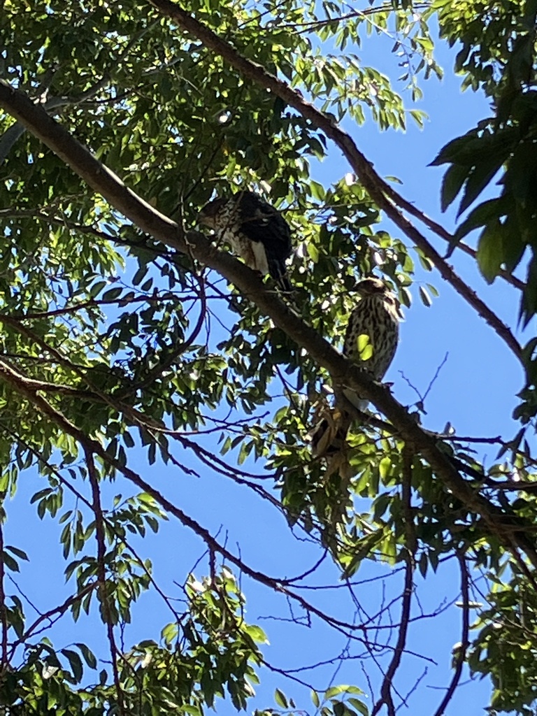 Cooper's Hawk from Alviso Branch Library and Community Center, San Jose ...
