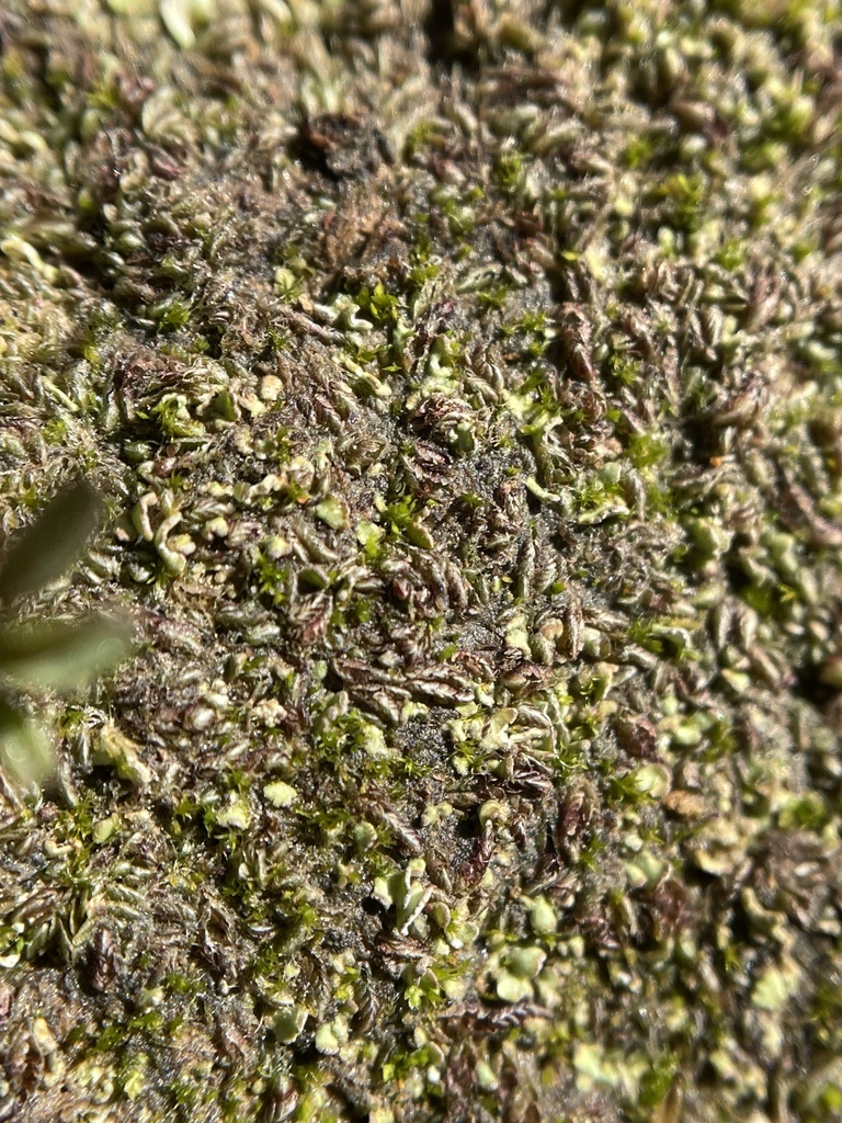 Gongylanthus scariosus from Table Mountain National Park, Cape Town, WC ...