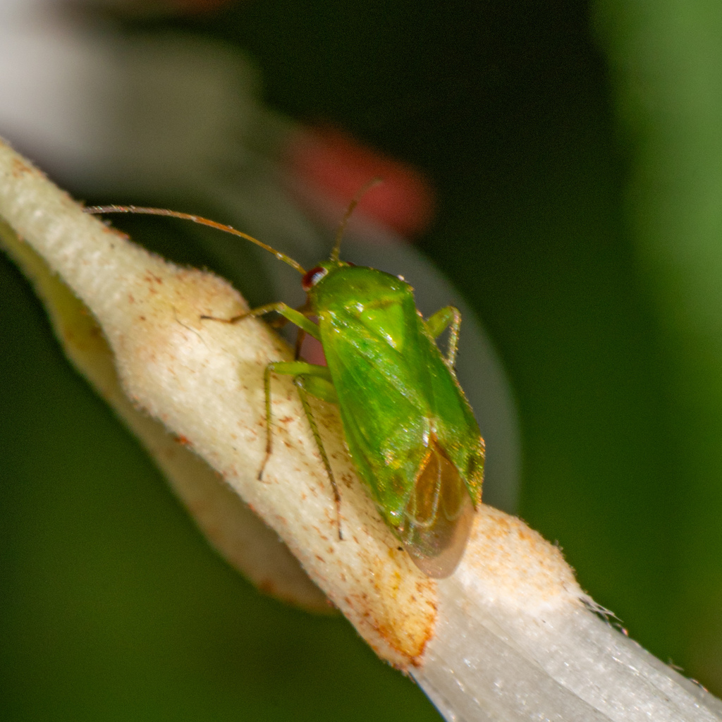 Apolygus lucorum from Mount Pleasant East, Toronto, ON, Canada on July ...