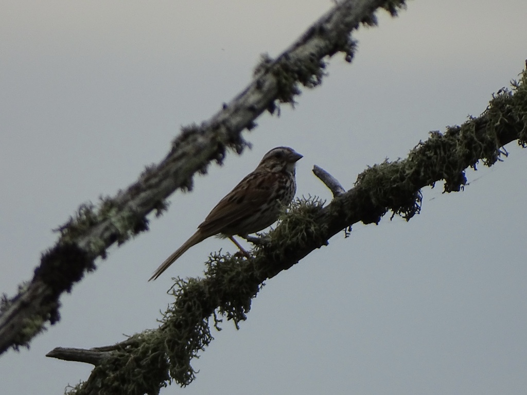 Song Sparrow from Aurora, MN, US on July 12, 2023 at 03:25 PM by Adam ...