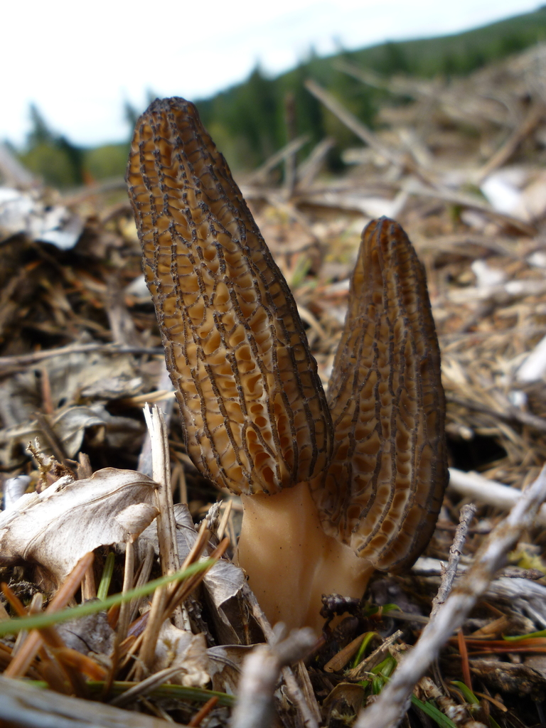 Landscaping Black Morel (Mushrooms and fungi of the USA pt. 1 ...