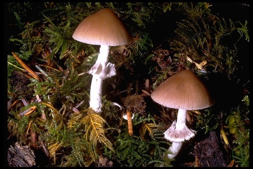 (Psathyrella longistriata)