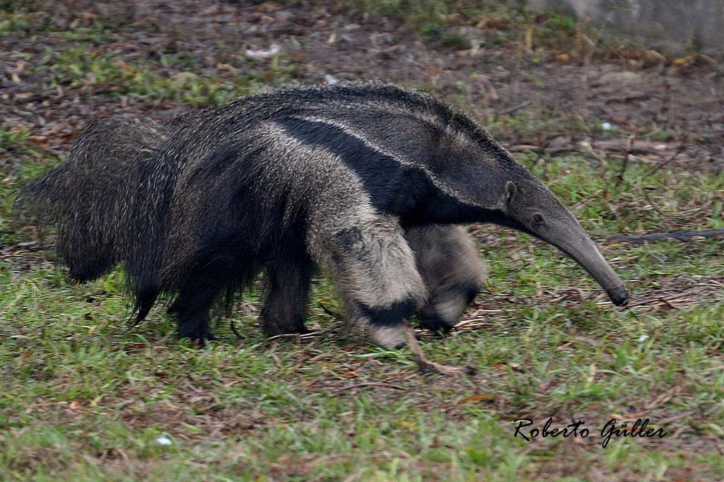 Giant Anteater in June 2008 by Roberto Guller · iNaturalist