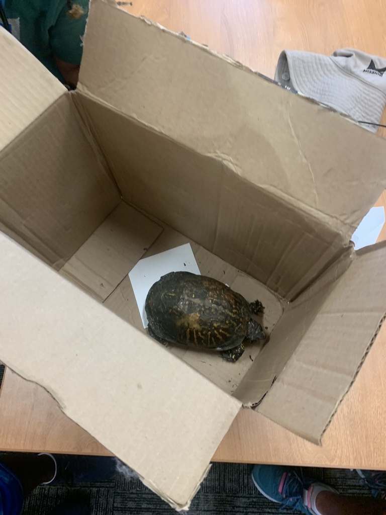 Florida Box Turtle from Lakeland, FL, US on July 11, 2023 at 11:59 AM ...