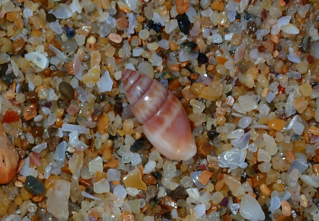 Austromitra volucra from Bundagen NSW 2454, Australia on July 12, 2023 at 07:59 AM by Adrian ...