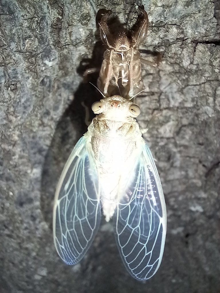 Ash Cicada from Escola Secundária José Gomes Ferreira on July 12, 2023 ...