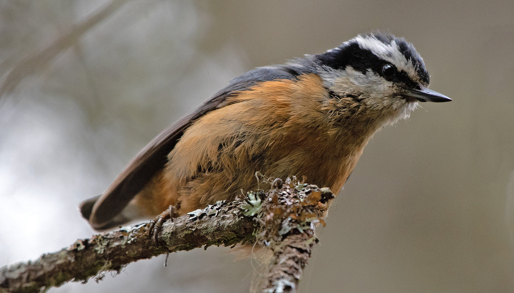 Red-breasted Nuthatch from Homer, AK, USA on June 4, 2023 at 04:14 PM ...
