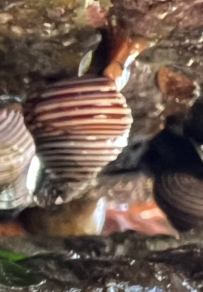 Blue-Ringed Top Snail from North Pacific Ocean, Anacortes, WA, US on ...