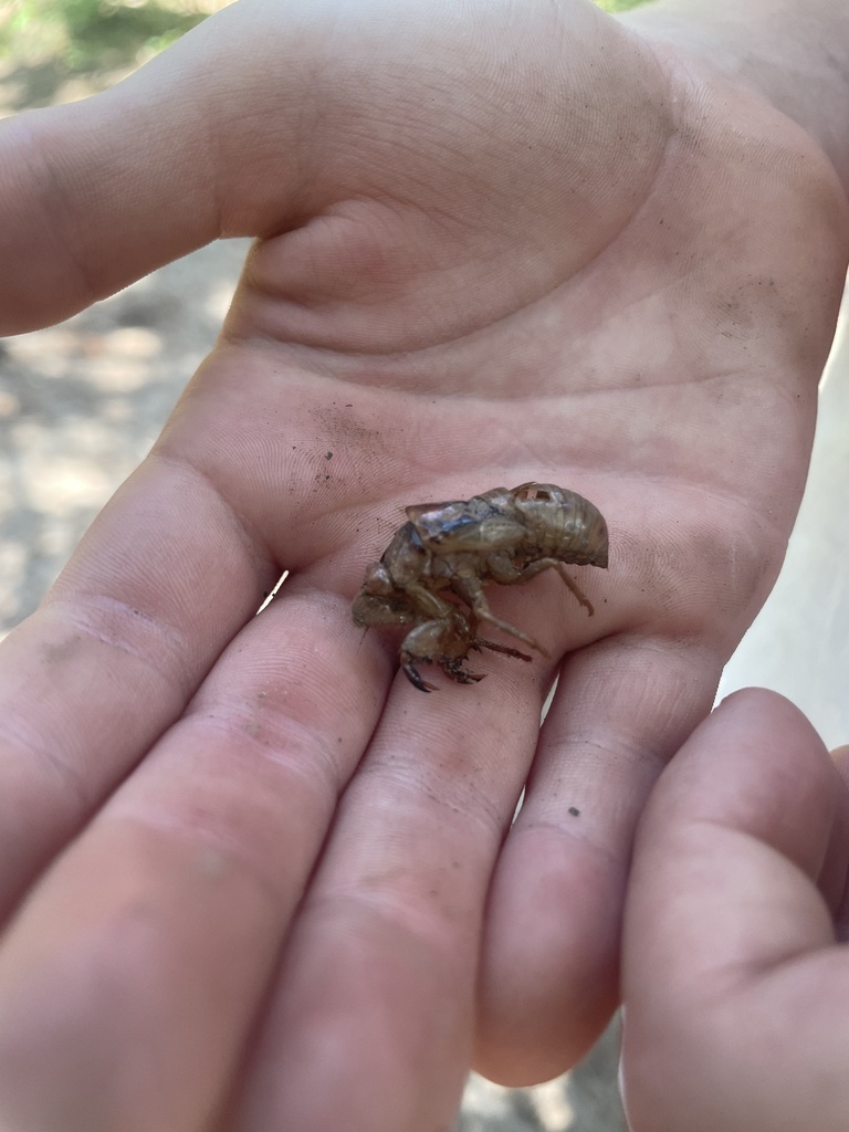 Cicadas from Travis Northwest, Austin, TX, US on July 12, 2023 at 10:53 ...