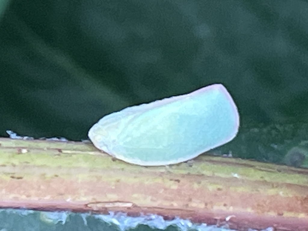 Geisha distinctissima from Natsushimacho, Yokosuka, Kanagawa, JP on ...