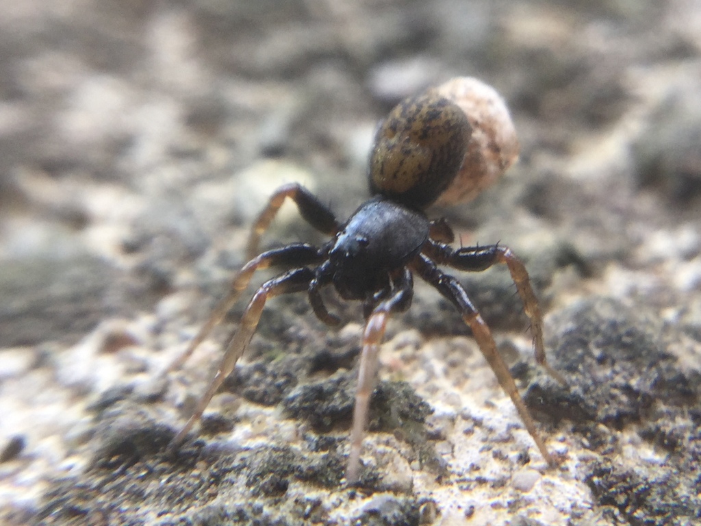Allocosa funerea in July 2023 by Matthew Lindsey. With eggsac. When I ...
