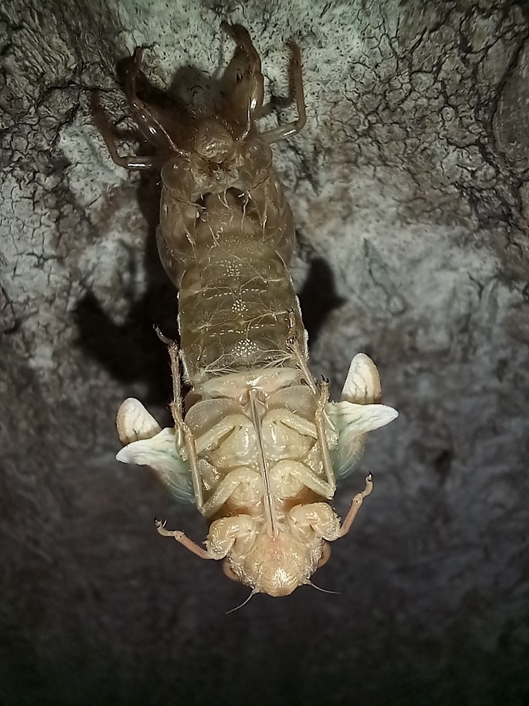 Ash Cicada from Escola Secundária José Gomes Ferreira on July 12, 2023 ...