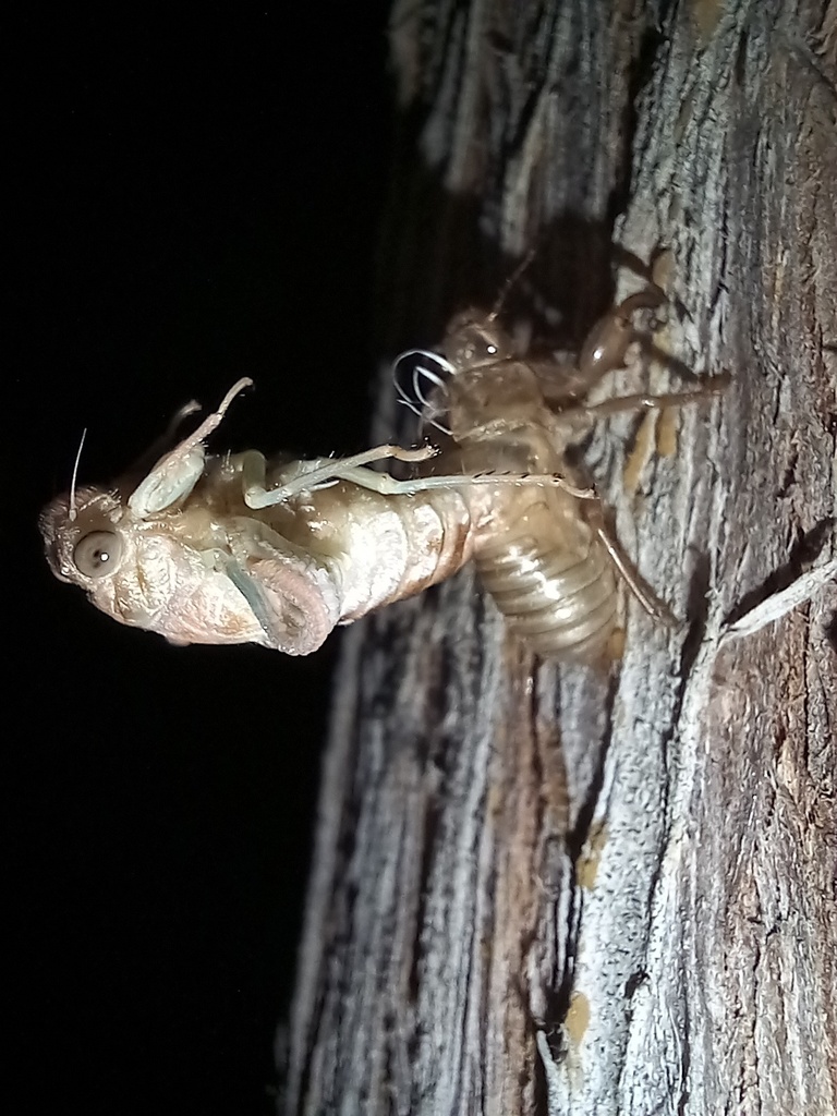 Ash Cicada from Escola Secundária José Gomes Ferreira on July 12, 2023 ...