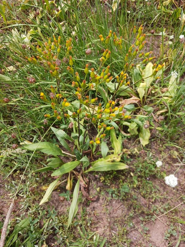 sweet marsh ragwort from Wallowa County, US-OR, US on July 12, 2023 at ...