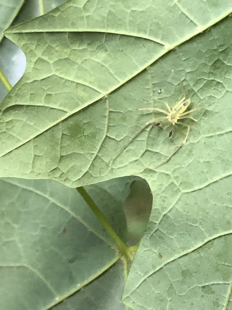 Wulfila albens on July 12, 2023 at 07:38 PM by lazeruu_ · iNaturalist