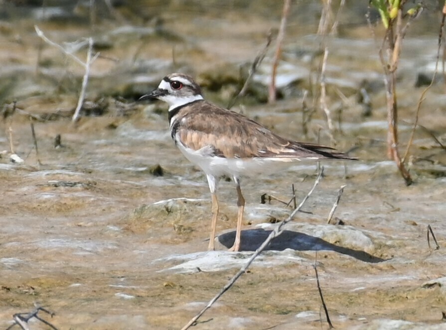 Killdeer from Port Aransas, TX, USA on July 11, 2023 at 10:35 AM by ...