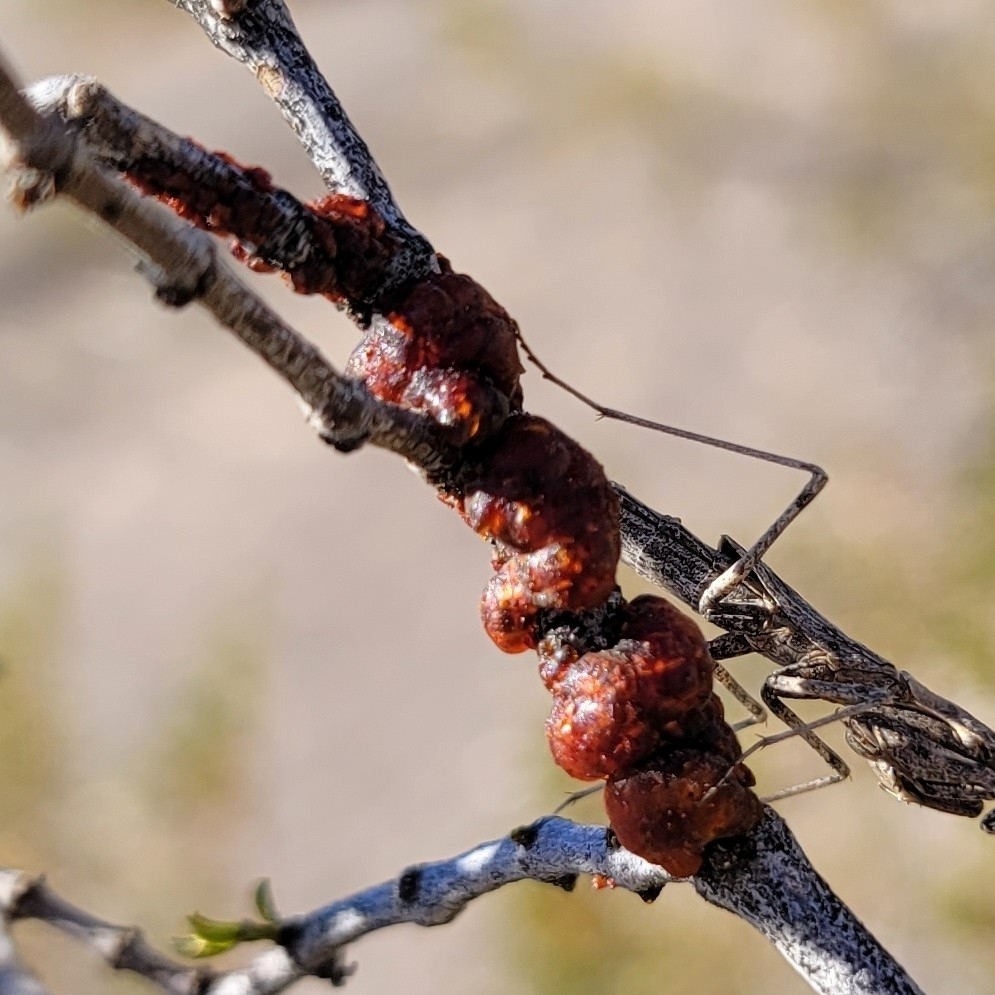 Creosote Lac Scale from Ajo, AZ 85321, USA on November 5, 2021 at 01:01 ...