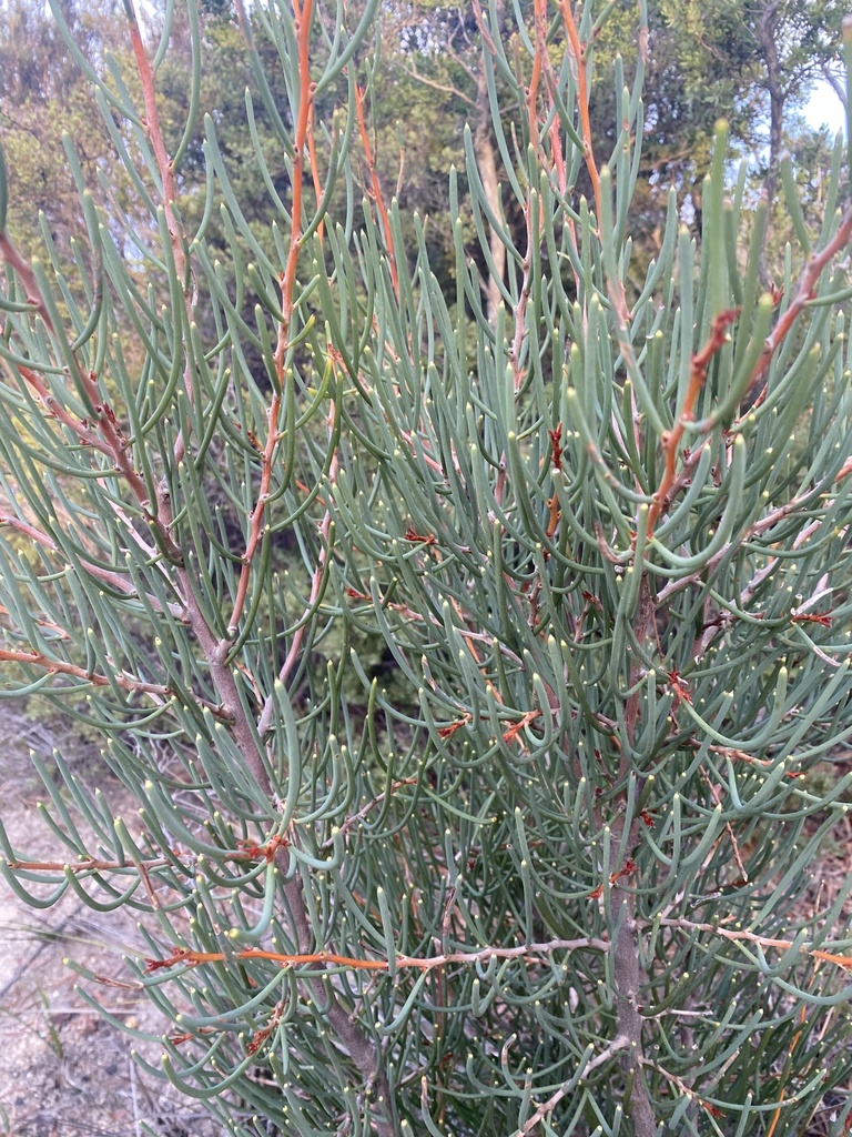 Pincushion trees from Tasman Sea, Freycinet, TAS, AU on July 12, 2023 ...