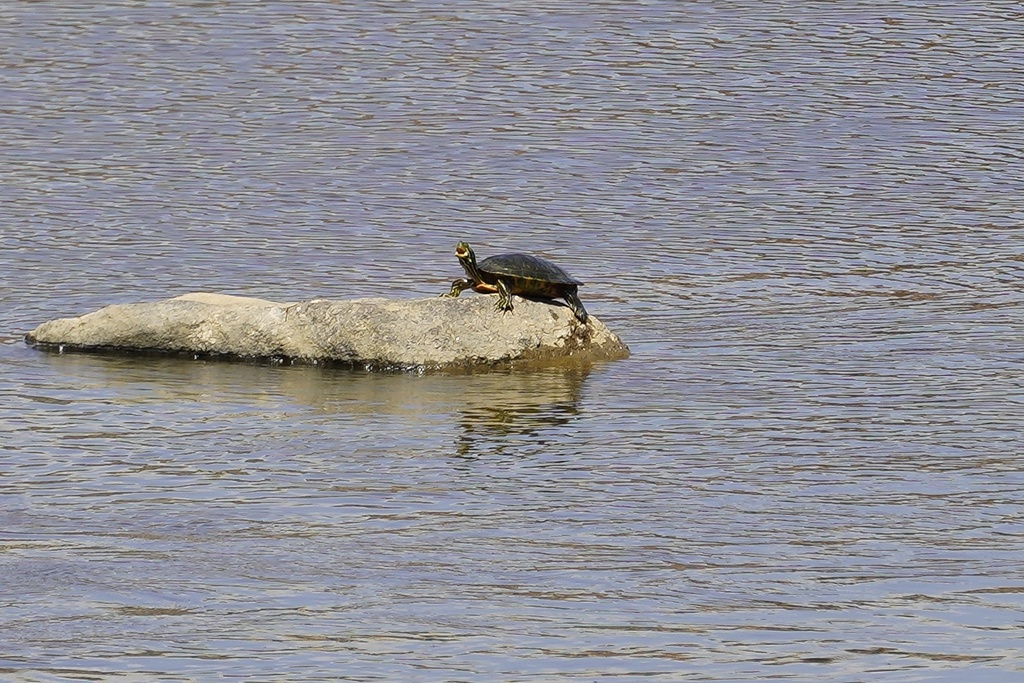 Eastern River Cooter from Floodwall Walk, Richmond, VA, USA on July 12 ...