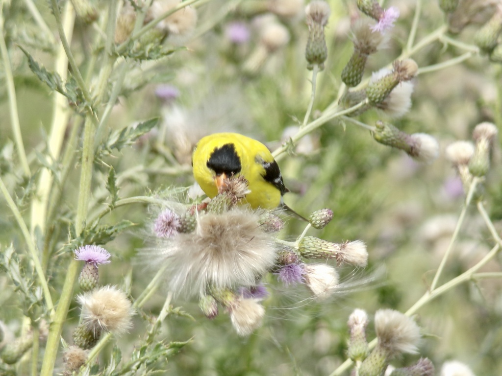 American Goldfinch from Osprey Marsh Loop Trail, Mississauga, ON, CA on ...