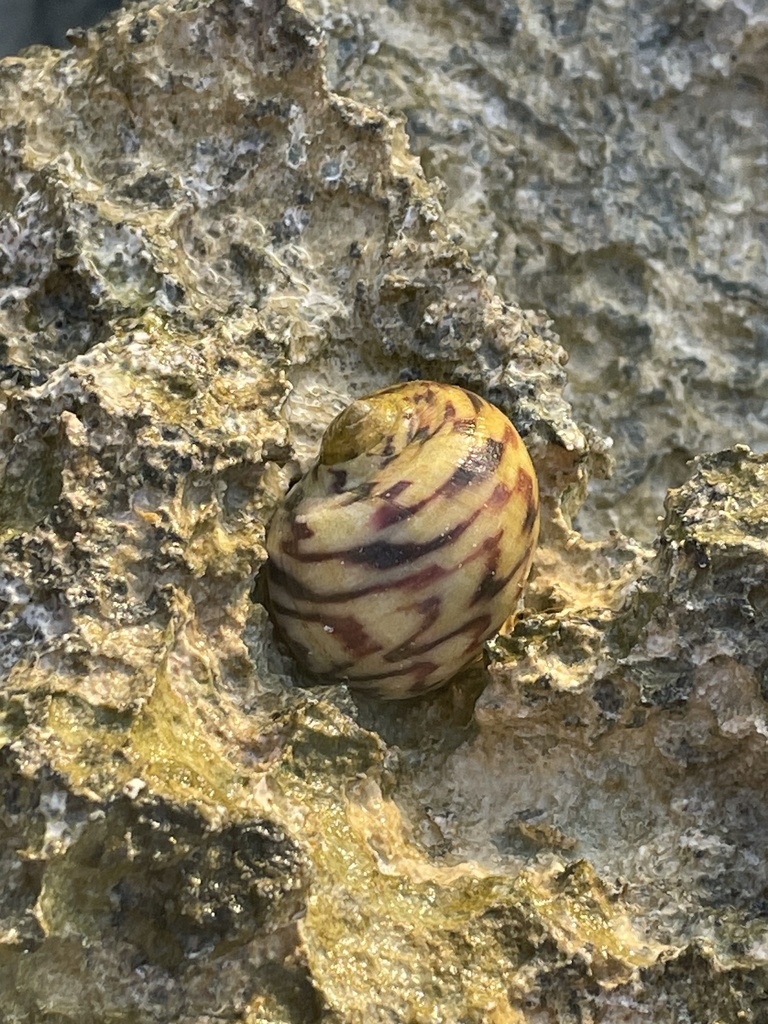 Bleeding Tooth Nerite from Caribbean Sea, MX on July 12, 2023 at 07:00 ...