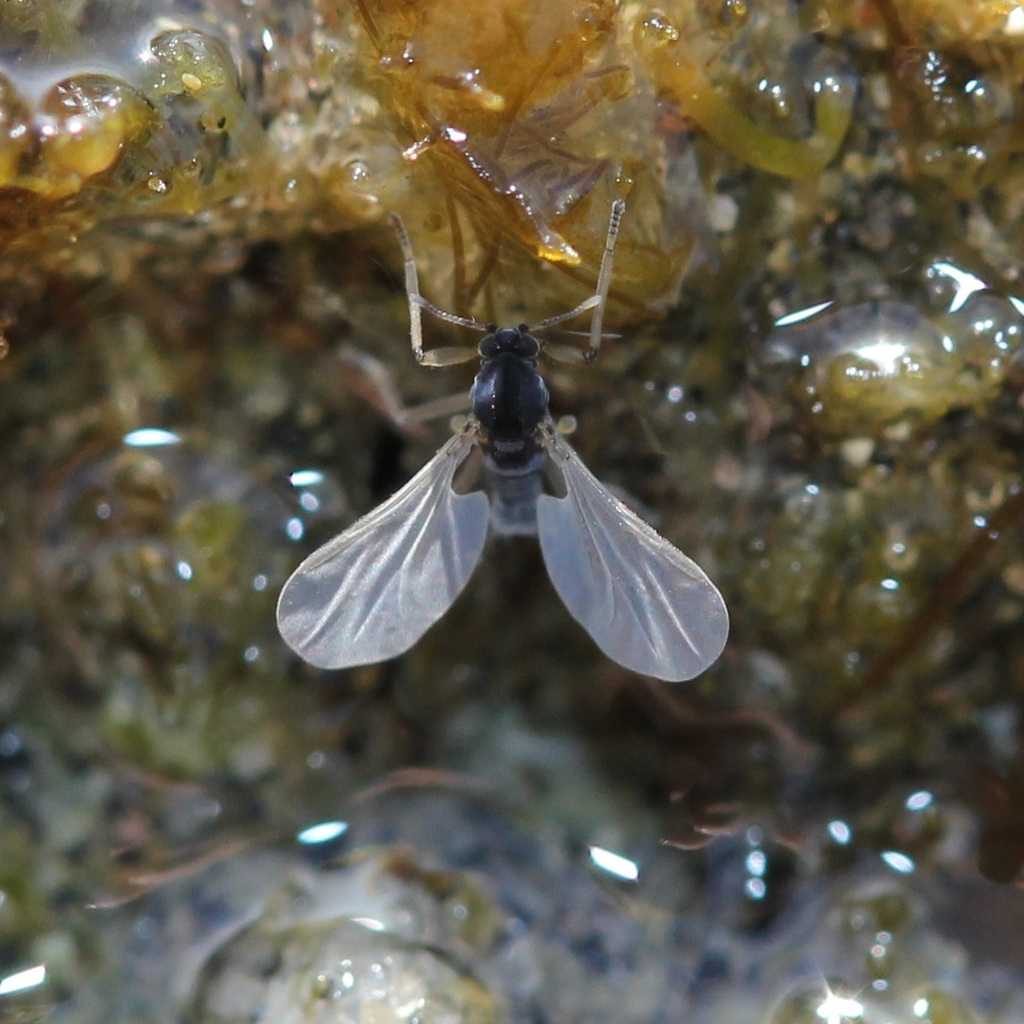 Clunio californiensis from Laguna Beach, CA, USA on December 31, 2017 ...